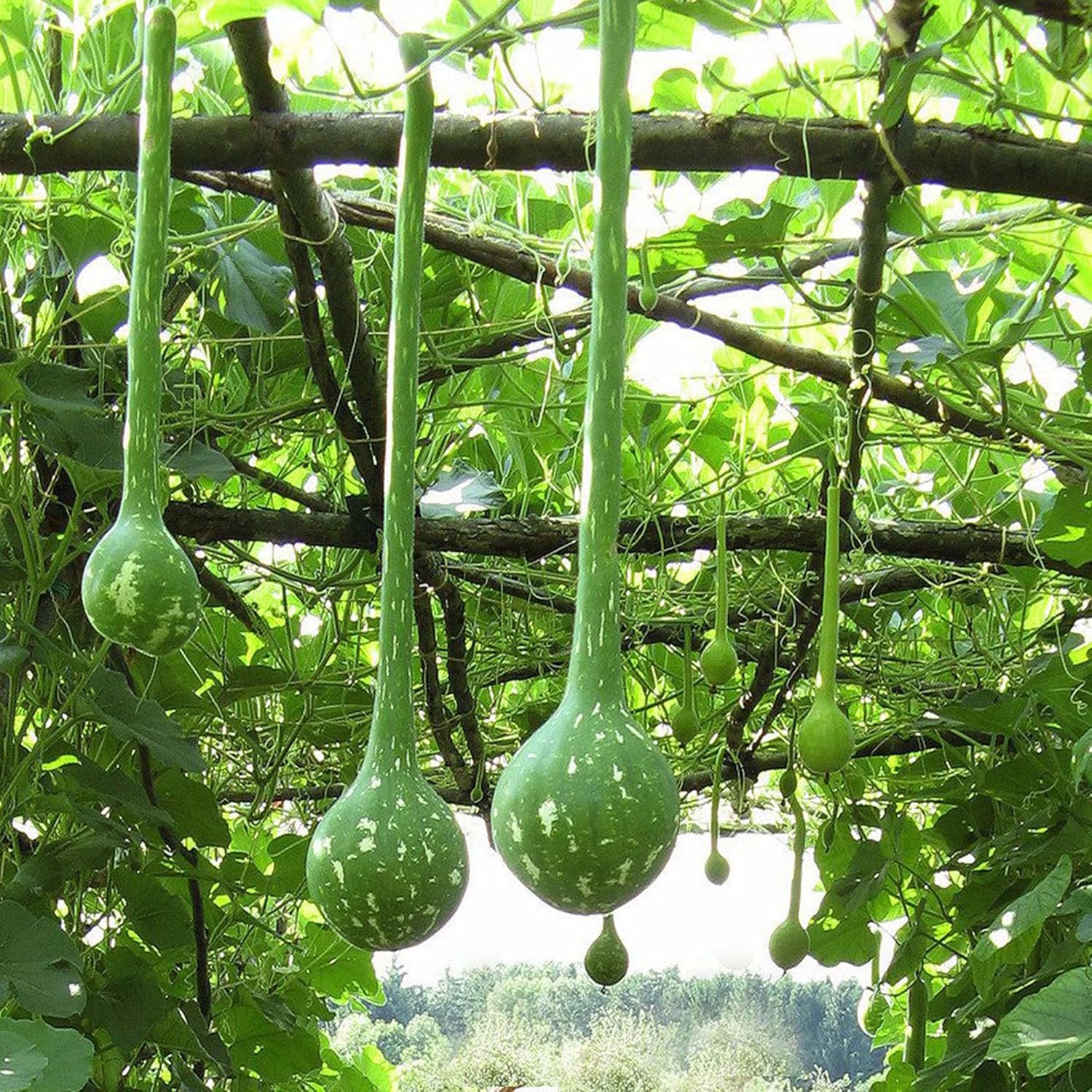 Amazon.com : CHUXAY GARDEN Dipper Gourd-Long Handle Birdhouse Gourd 10 ...