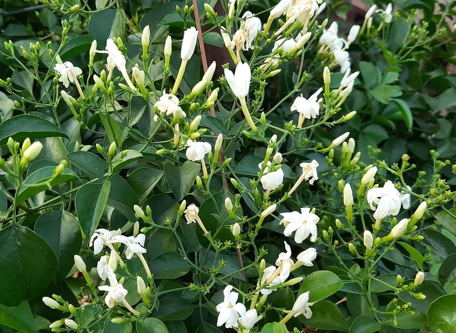 CooPany® Nithya Malli Live Plant : Amazon.in: Garden & Outdoors