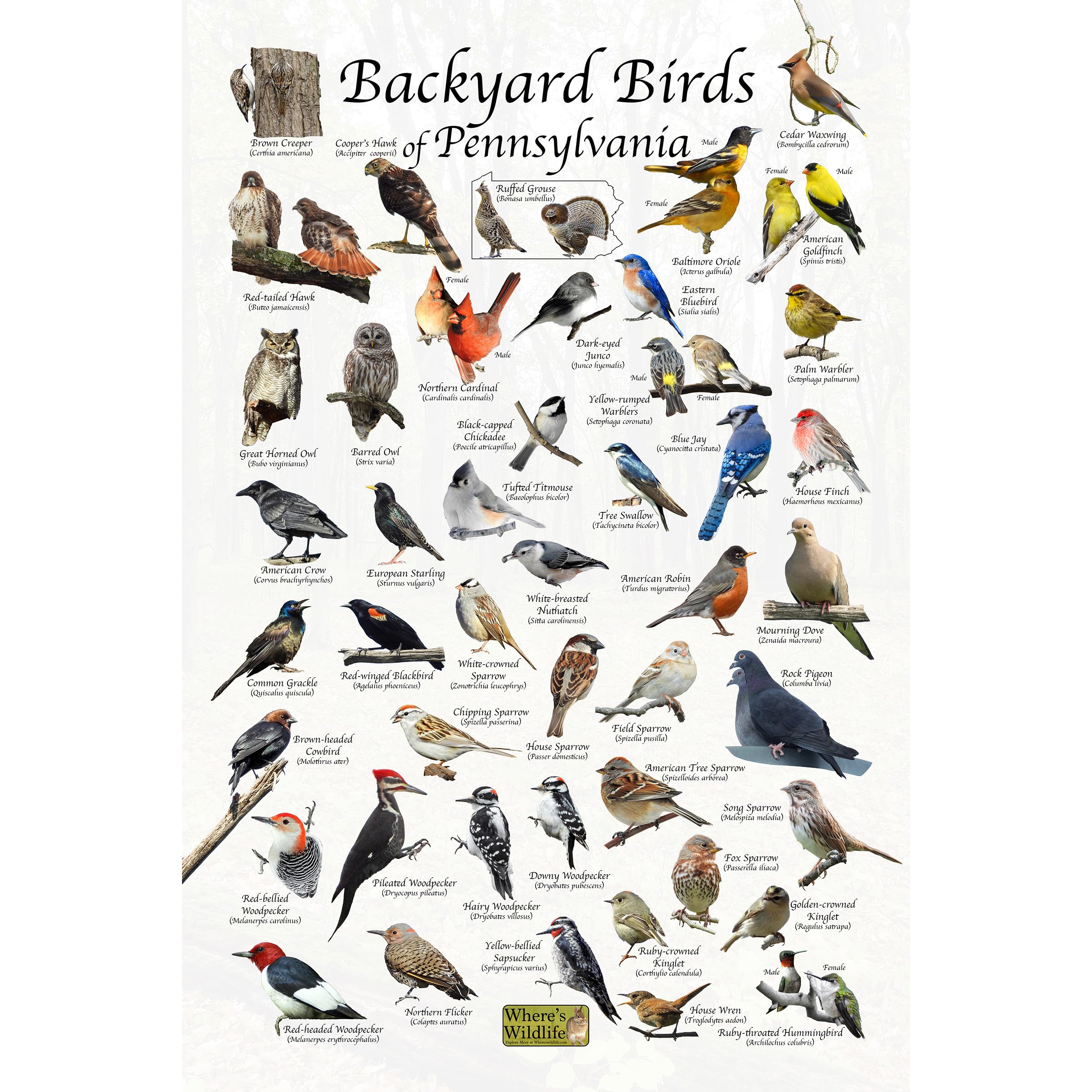 Amazon.com: Where's Wildlife Backyard Birds of Pennsylvania Bird ...