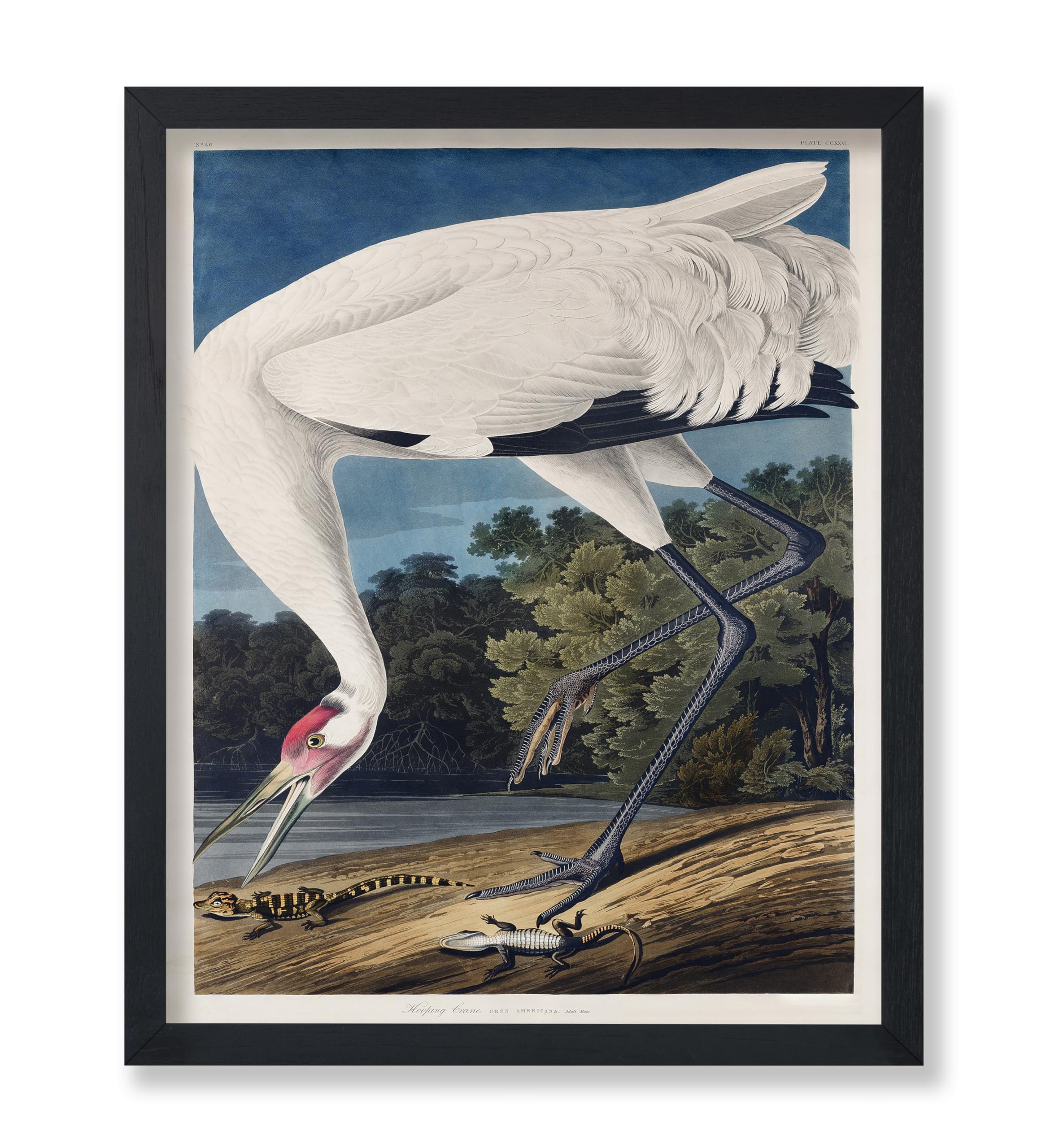 Amazon.com: Poster Master Vintage James Audubon Poster - Retro Whooping ...