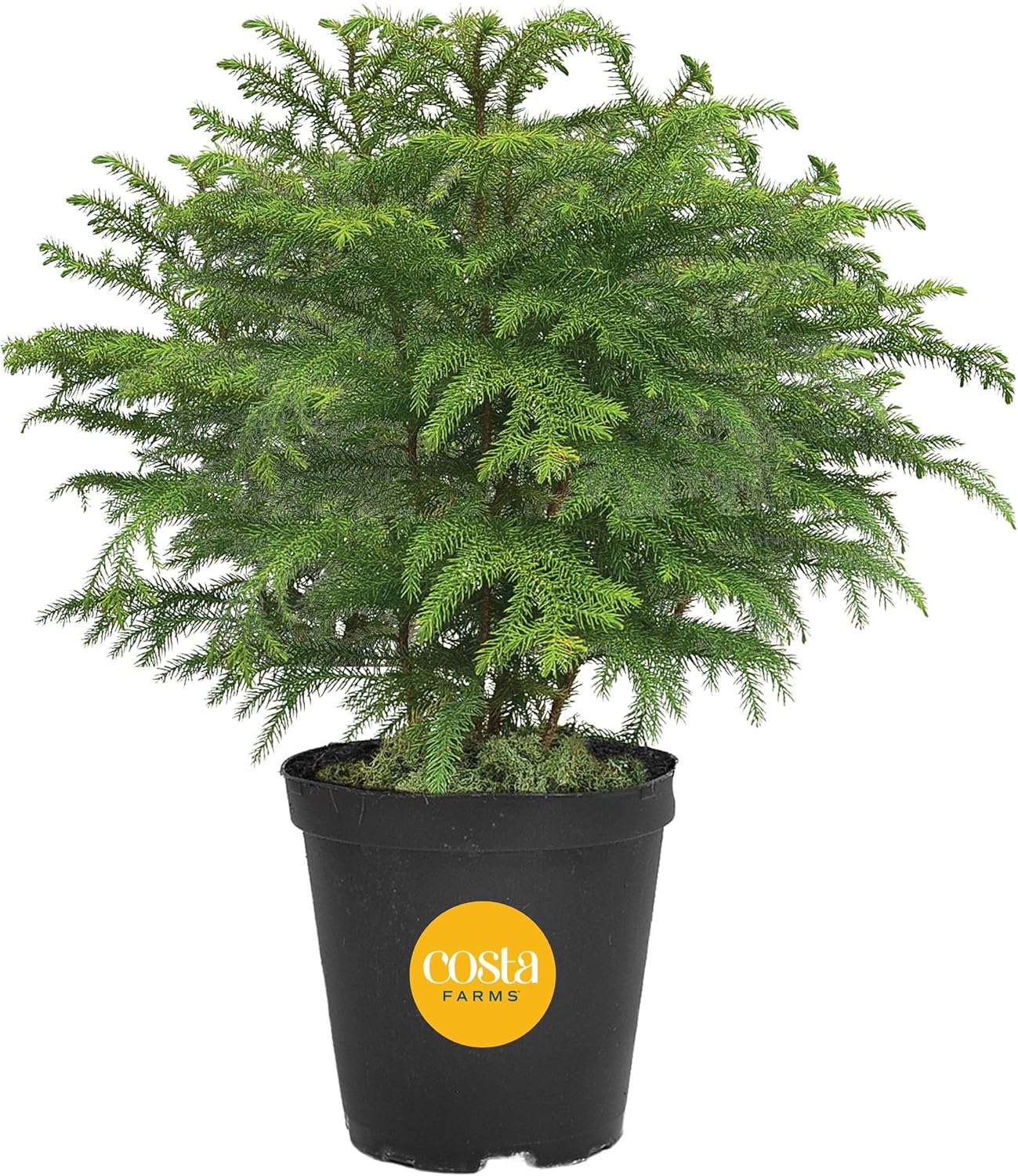 Amazon.com: Costa Farms Live Christmas Tree, Small Norfolk Island Pine ...