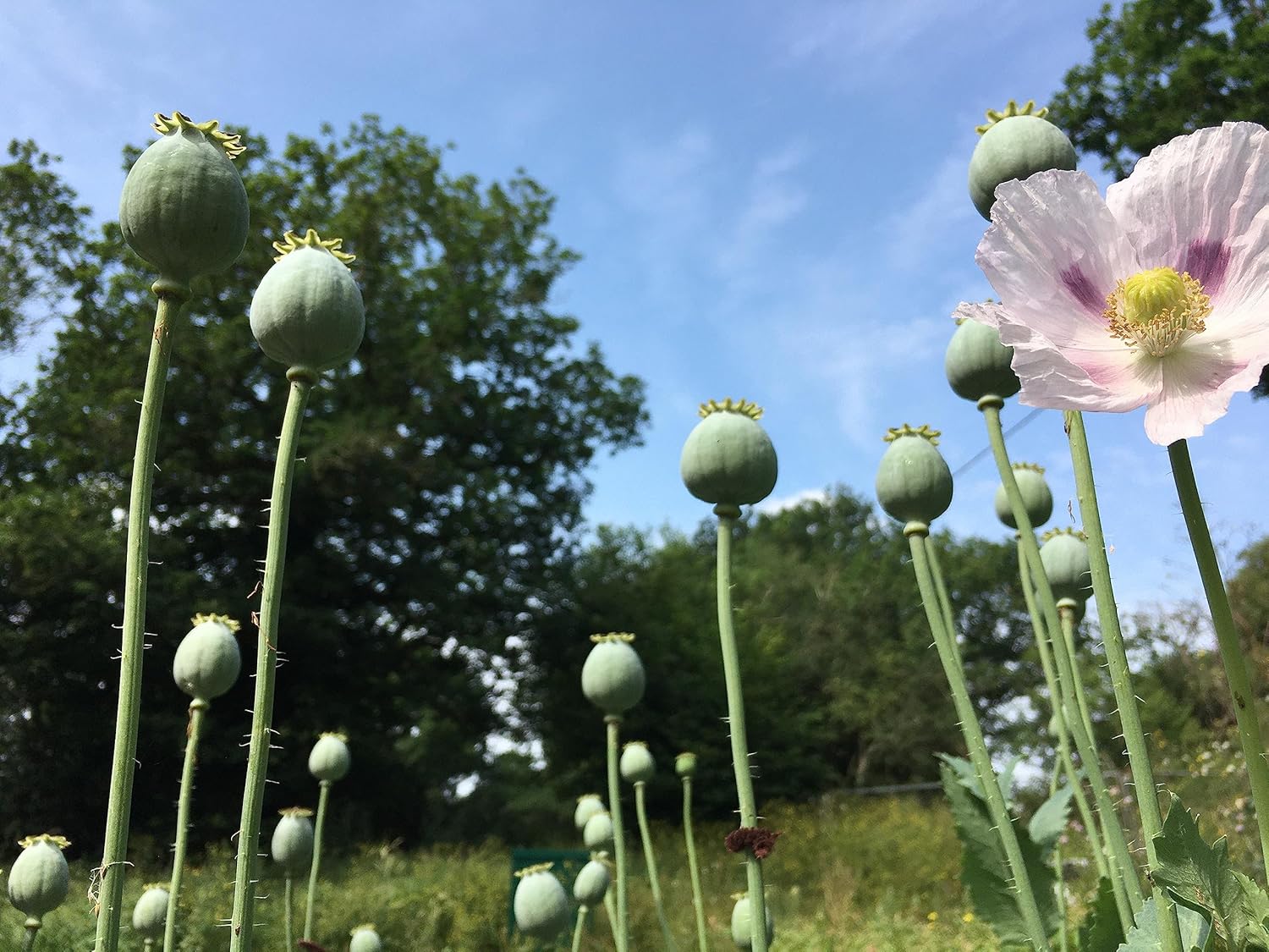 Amazon.com : P. Somniferum Poppy Seeds – Merck Pharma Poppy (500 Seeds ...