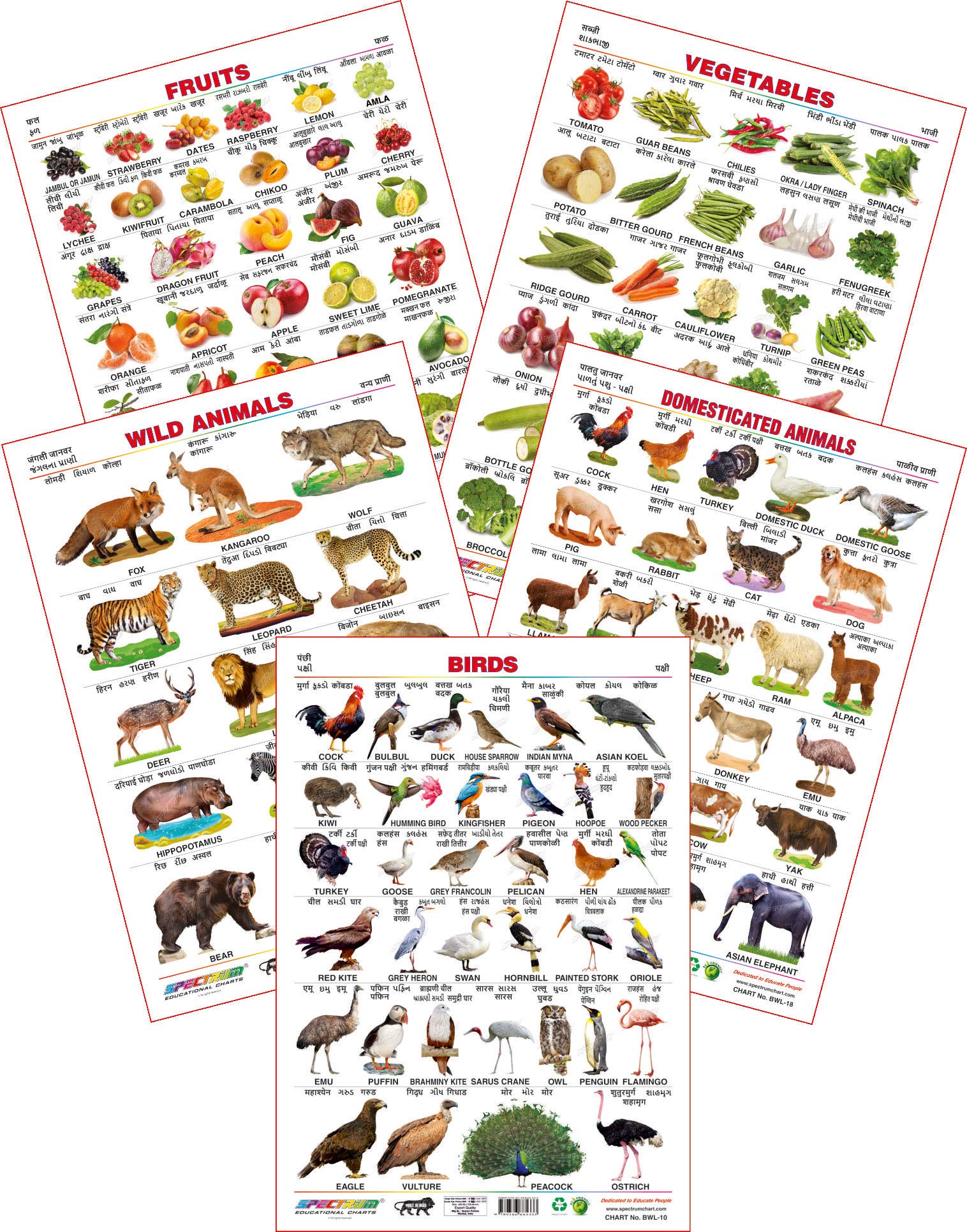 Spectrum Educational Large Wall Charts Set Of 5 Set 1 | Desertcart INDIA