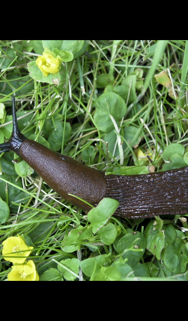 cute slug Wallpaper -- HD Wallpapers of cute slugs! - App on the Amazon ...