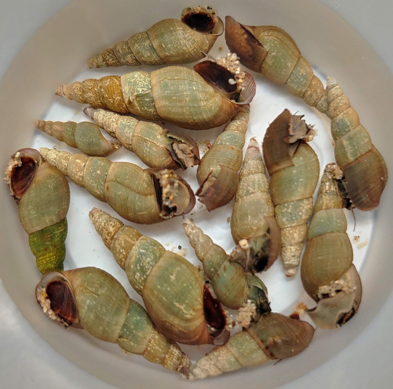 Amazon.com : 10+ Malaysian Trumpet Snails for Small Tanks or Puffers ...