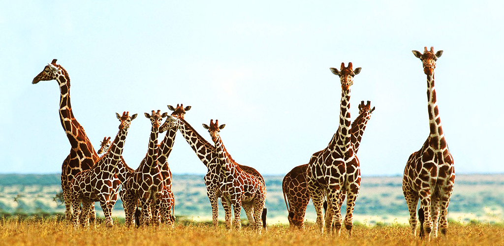 Giraffes Wallpaper