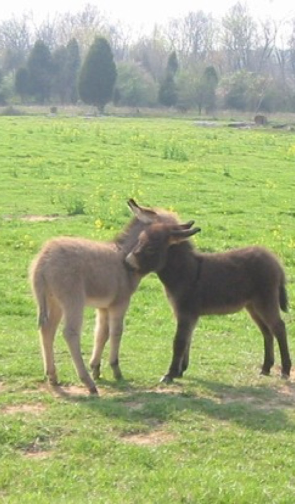 Donkey Wallpaper -- HD Wallpapers of Donkeys! - App on Amazon Appstore