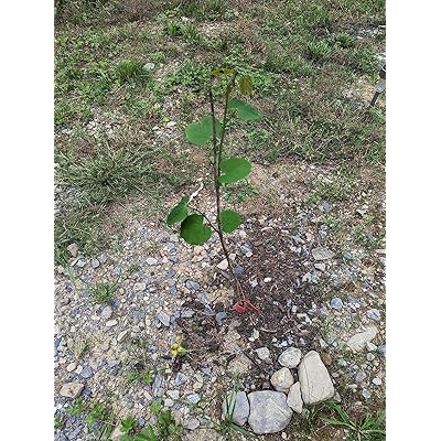 Eastern Redbud Tree Seedlings for Planting - Amazing Nepal | Ubuy