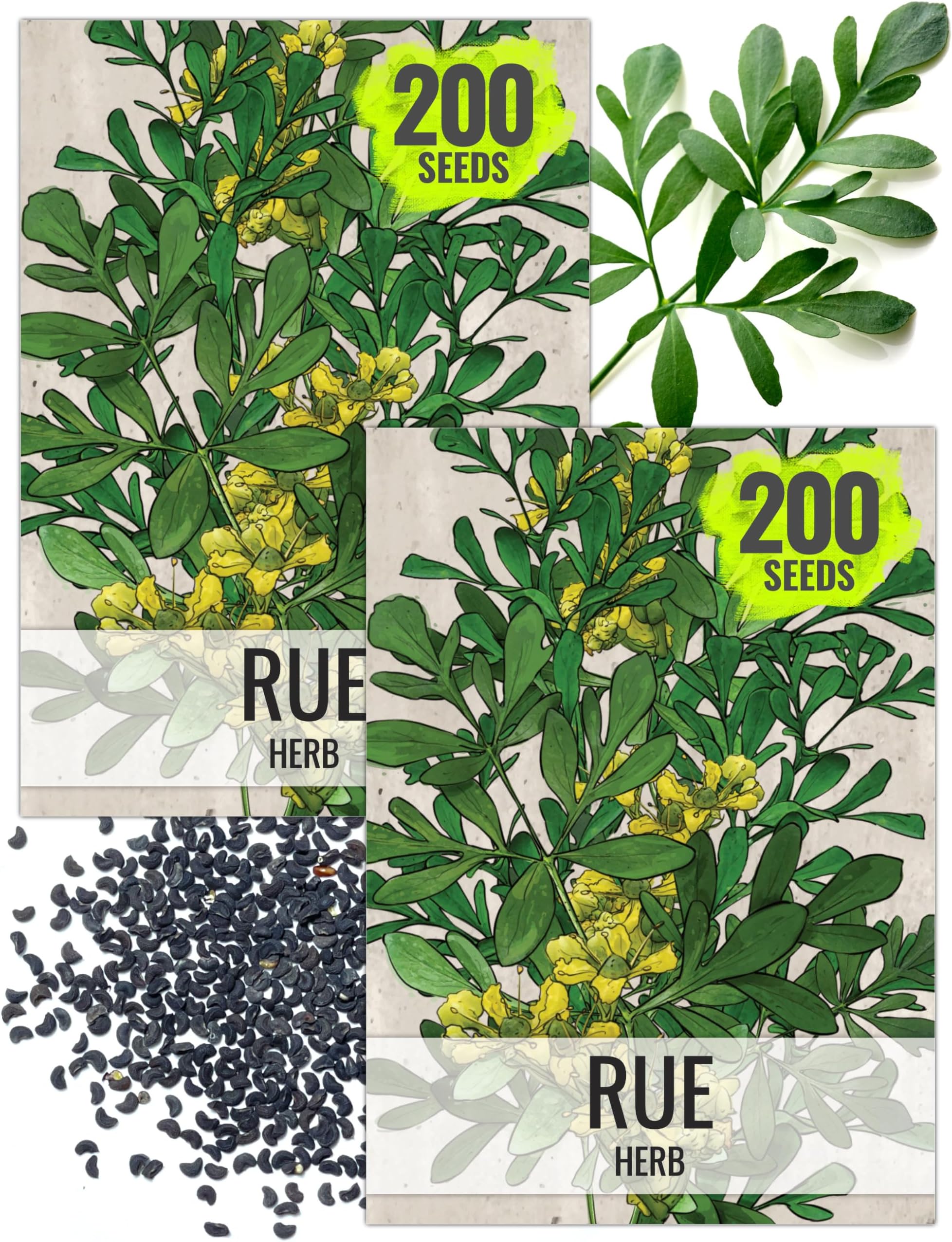 Amazon.com : ruda/rue Full Plant with Root… : Patio, Lawn & Garden