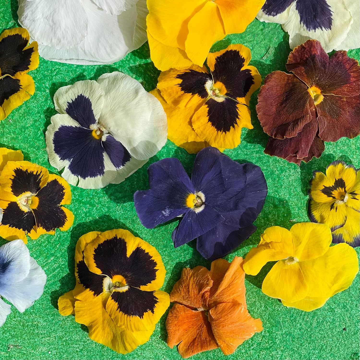 Edible Freeze Dried Pansy Flowers - 20 Heads- Certified Food Grade (388 ...