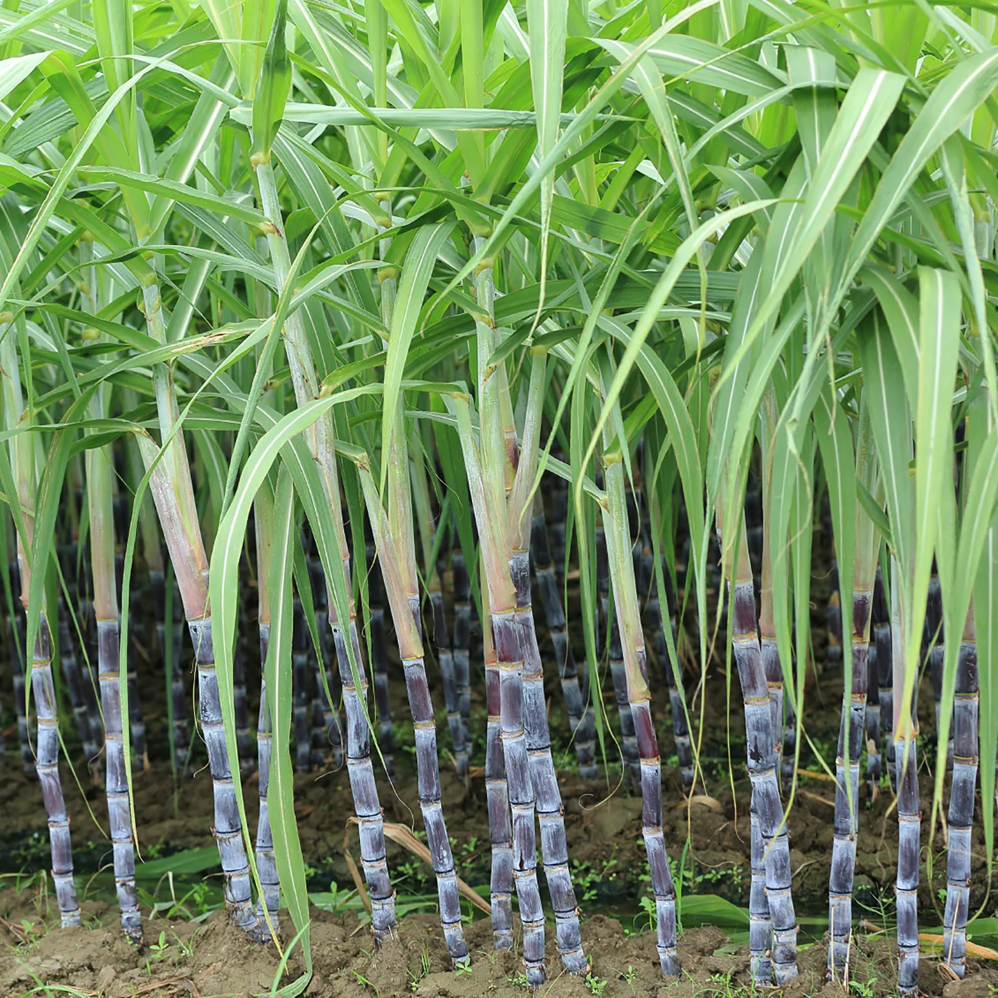 Amazon.com : QAUZUY GARDEN 100 Sugar Cane Plant Seeds, Heirloom & Non ...