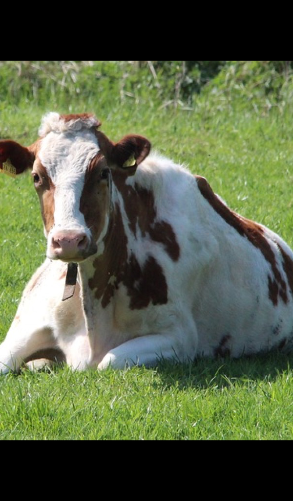 Holstein Cow Wallpaper -- HD Wallpapers of Holstein Cows! - App on ...