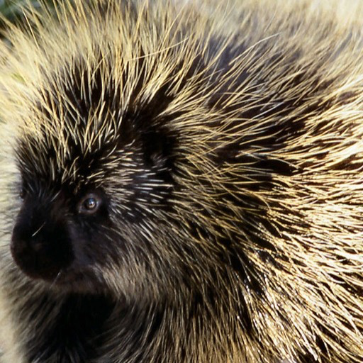 cute porcupine Wallpaper -- HD Wallpapers of cute porcupines! - App on ...