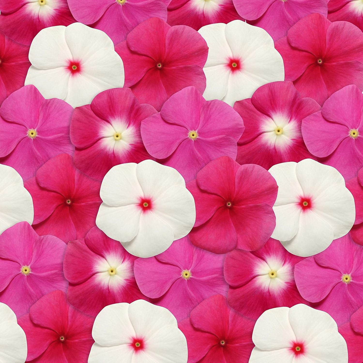 Amazon.com : Outsidepride 100 Seeds Annual Vinca Periwinkle Pacifica XP ...