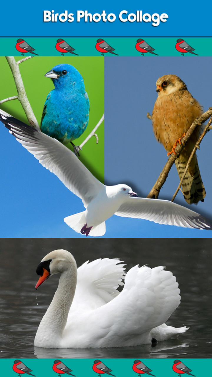 Aplicación Collage de fotos de aves en Amazon Appstore