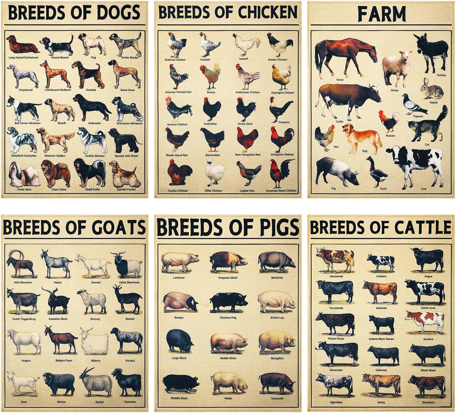 Amazon.com: Meishe Art Poster Print Cattle Cow Breeds Beef Educational ...