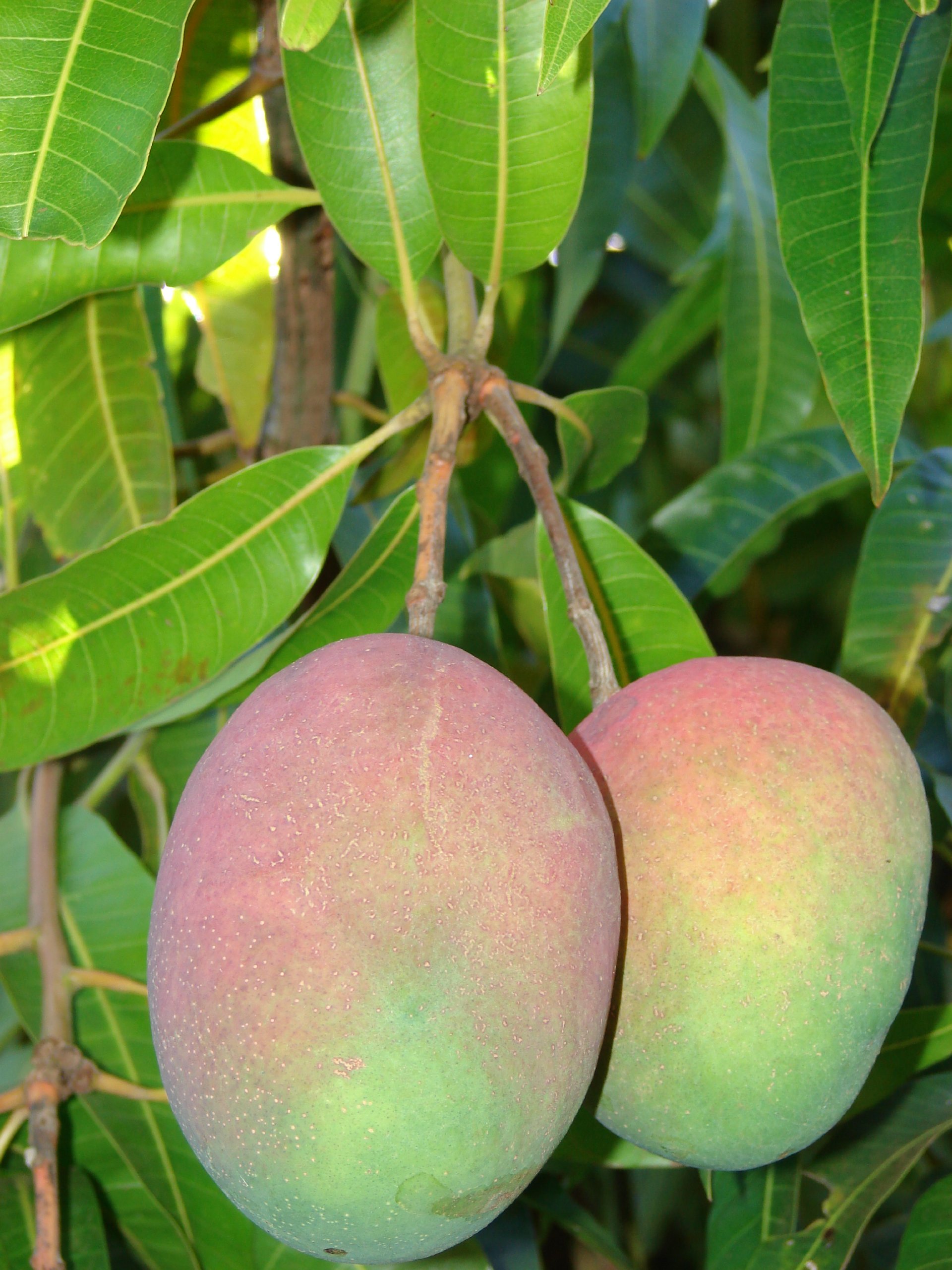 Mango Tree Rapoza (Raposa) Dwarf Varierty Grafted, 59% OFF