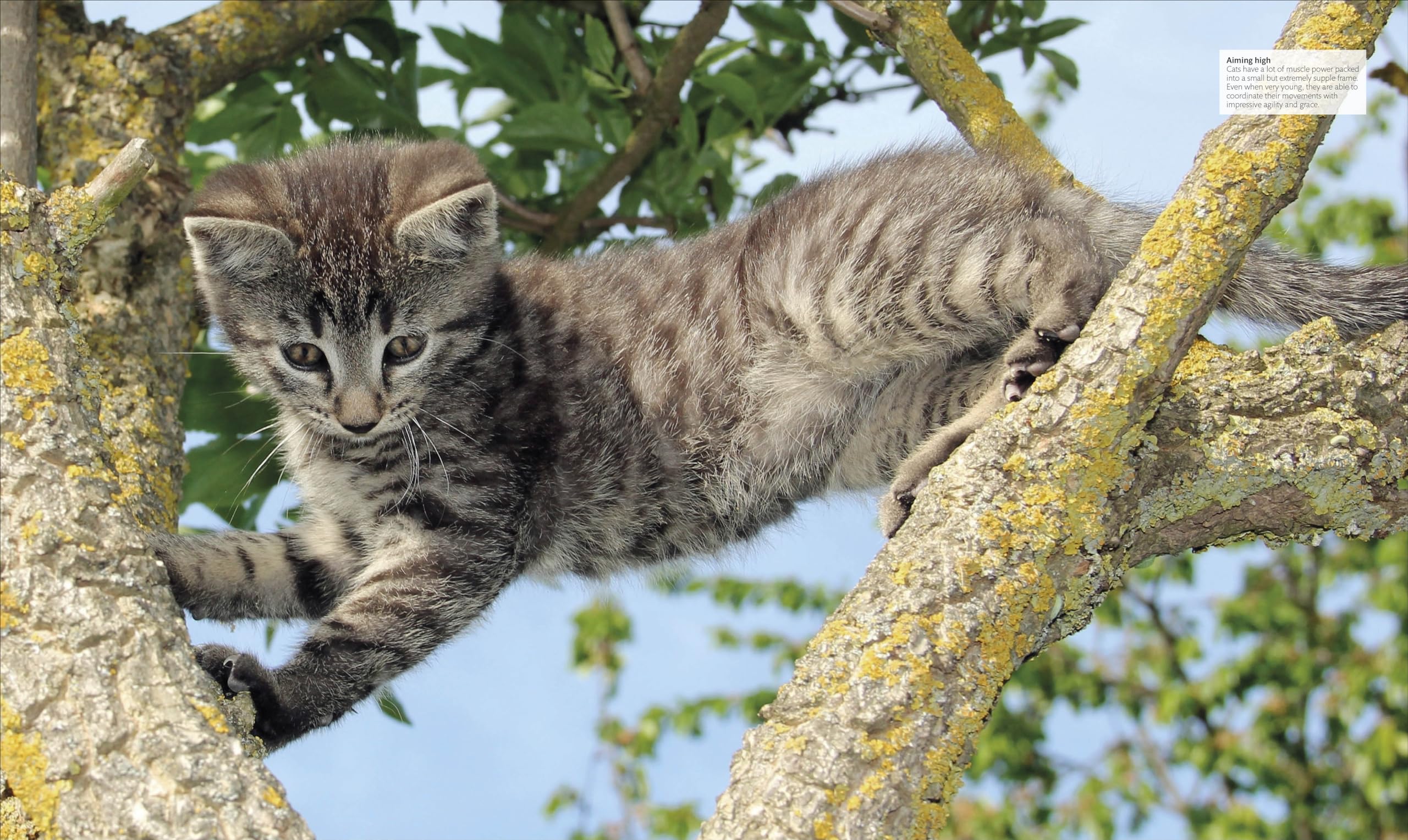 Snapklik.com : The Cat Encyclopedia: The Definitive Visual Guide