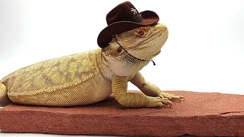 Amazon.com: Lizard Hats
