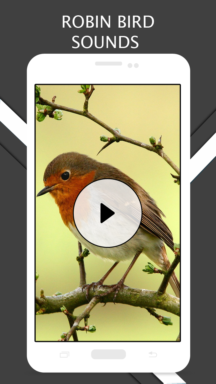 Robin Bird Sounds And Ringtones - App on Amazon Appstore