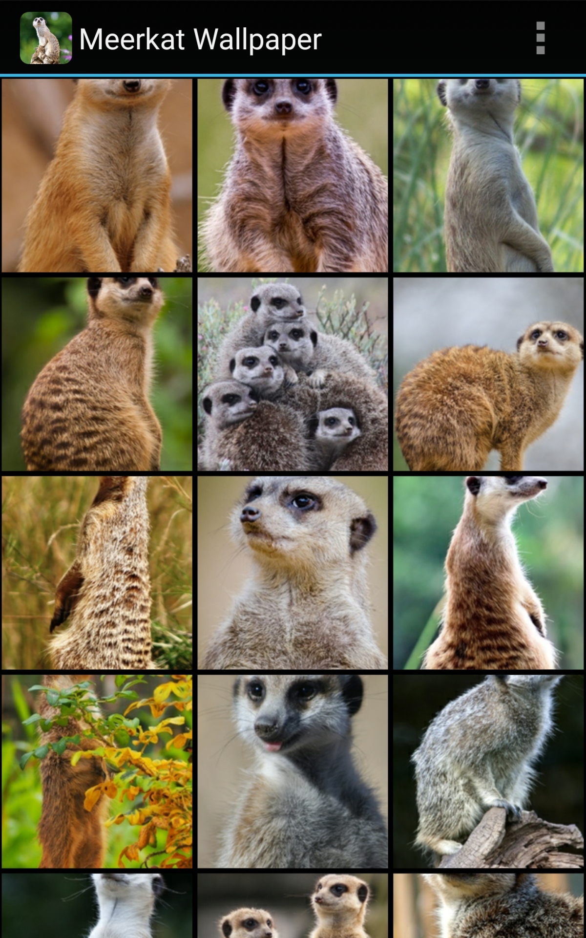 Meerkat Wallpaper:Amazon.com:Appstore for Android