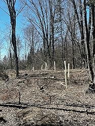 Amazon.com : BestNest Tree Pro Standard Vented Seedling Protectors, 60 ...