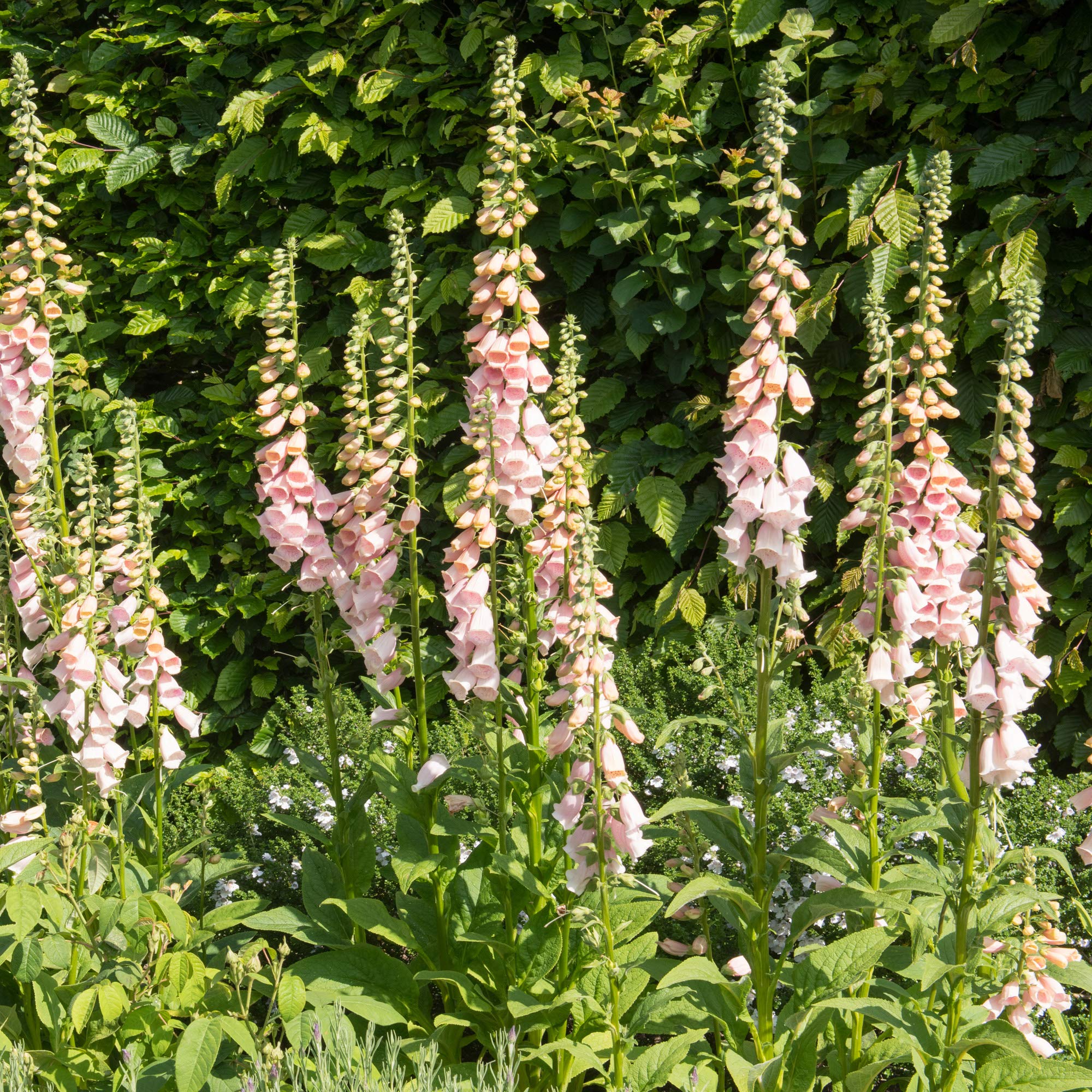 Amazon.com : Outsidepride 10000 Seeds Biennial Digitalis Foxglove ...