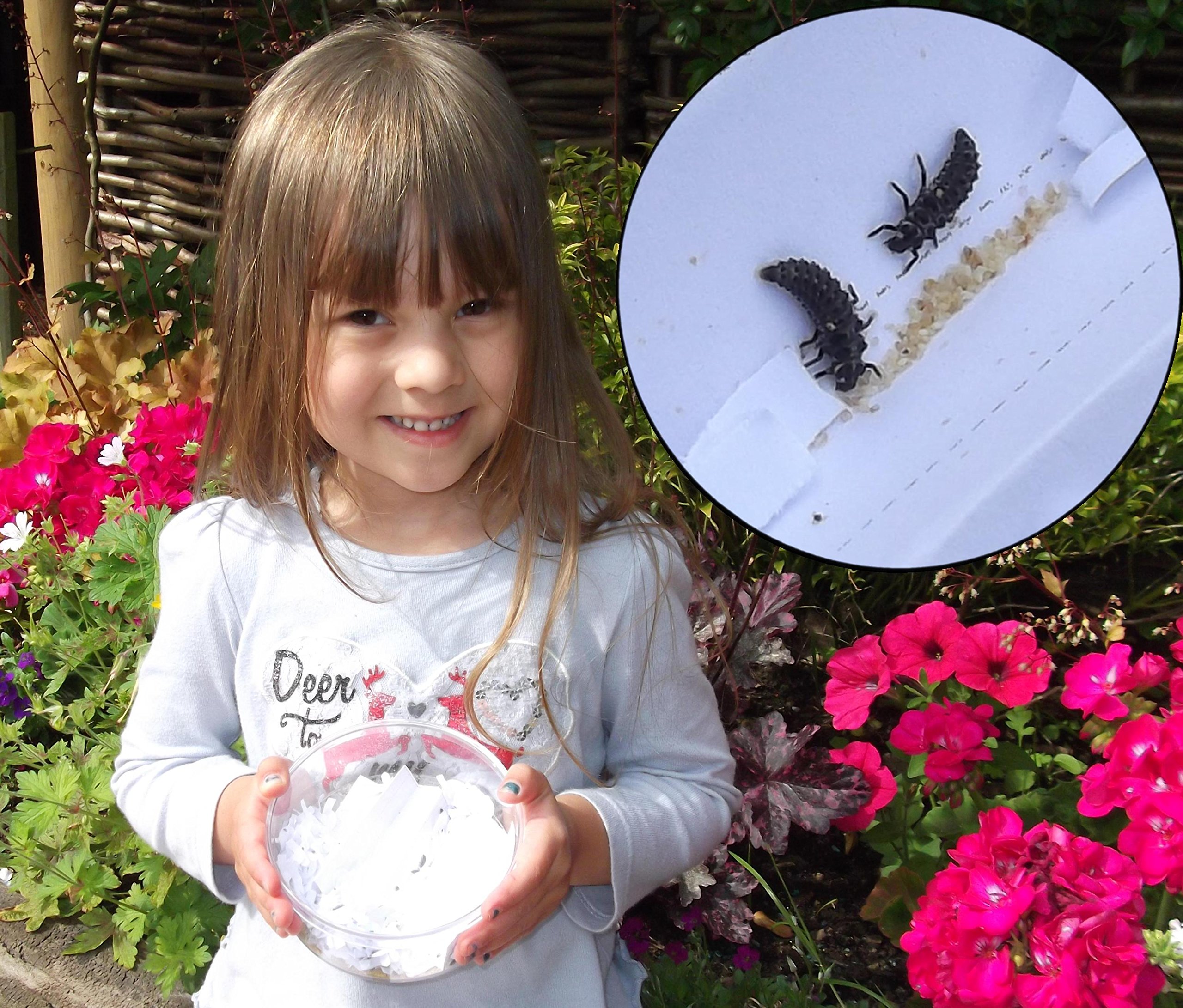 Buy Ladybird Kit Refill - 25 Larvae and Food for Ladybird Breeding Kits ...