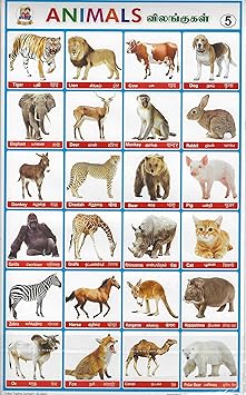 Animals Label Stickers for Kids School Project Work Includes Pack of 10 ...