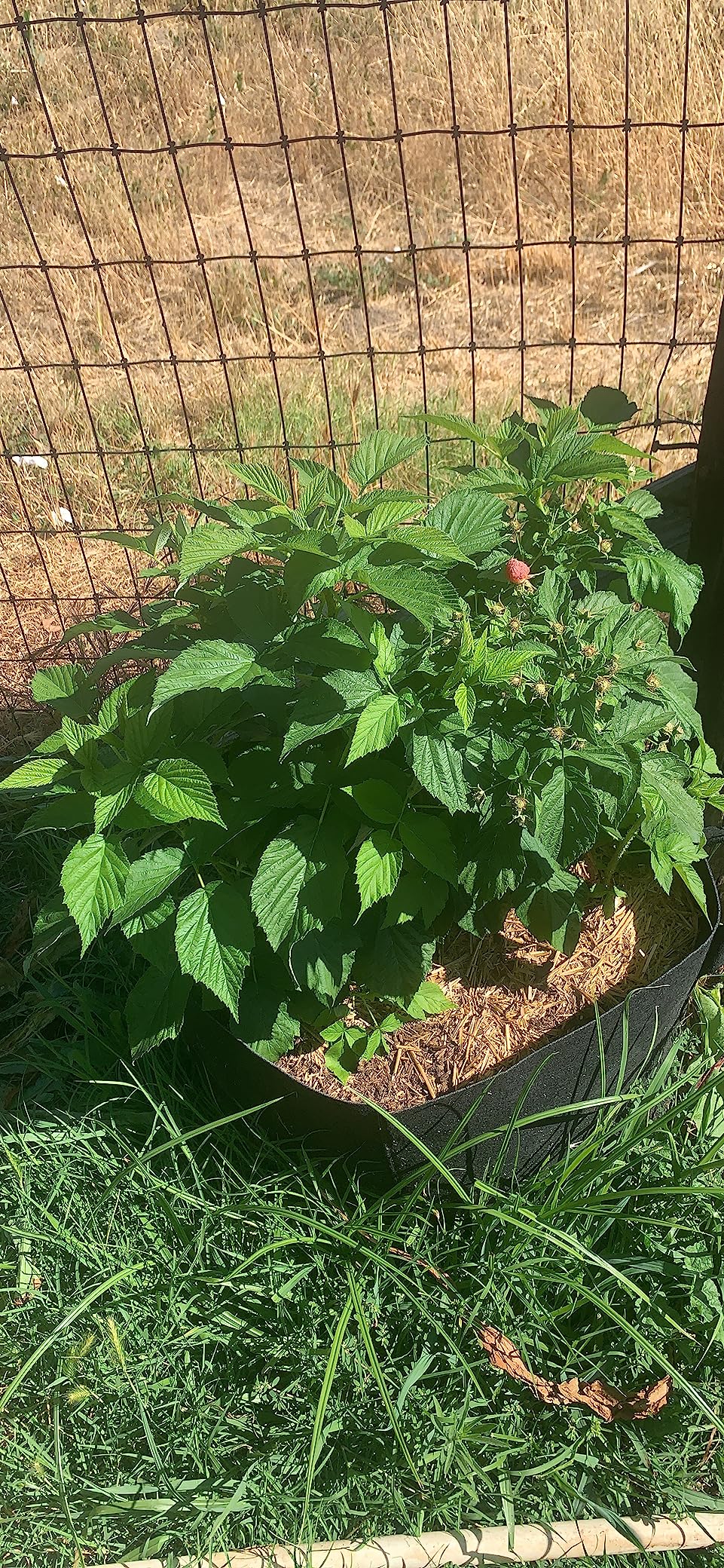 Amazon.com : Double Gold Raspberry Bare Root Plant, 5 Pack : Patio ...