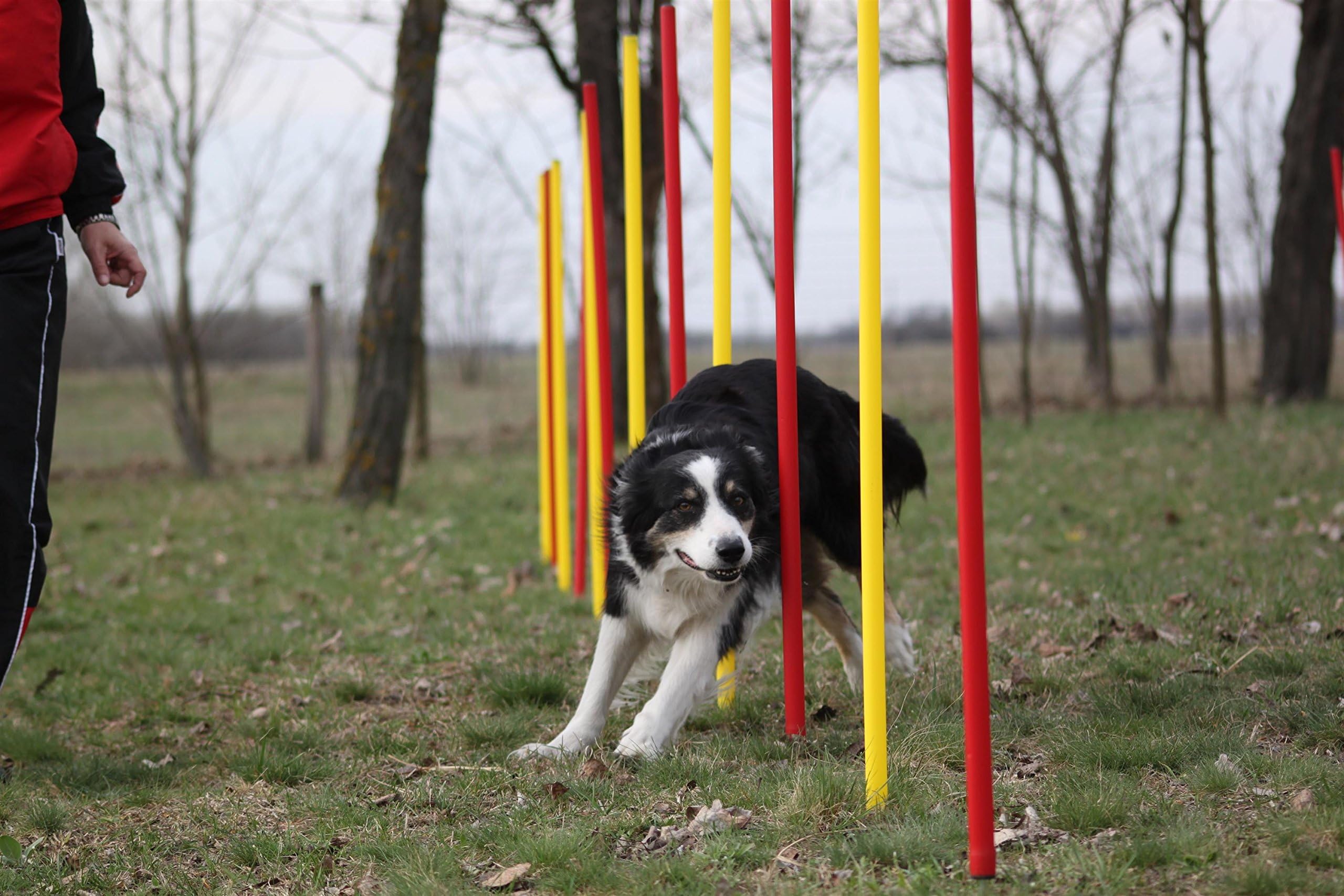 maxxpro Agility Slalom Set - Set Agility für Hunde - 60 x 3 cm ...
