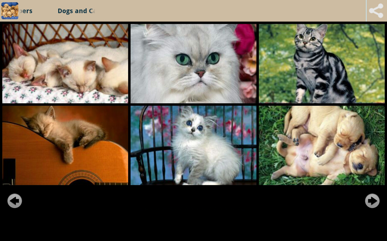 Dogs and Cats Wallpapers - App on Amazon Appstore