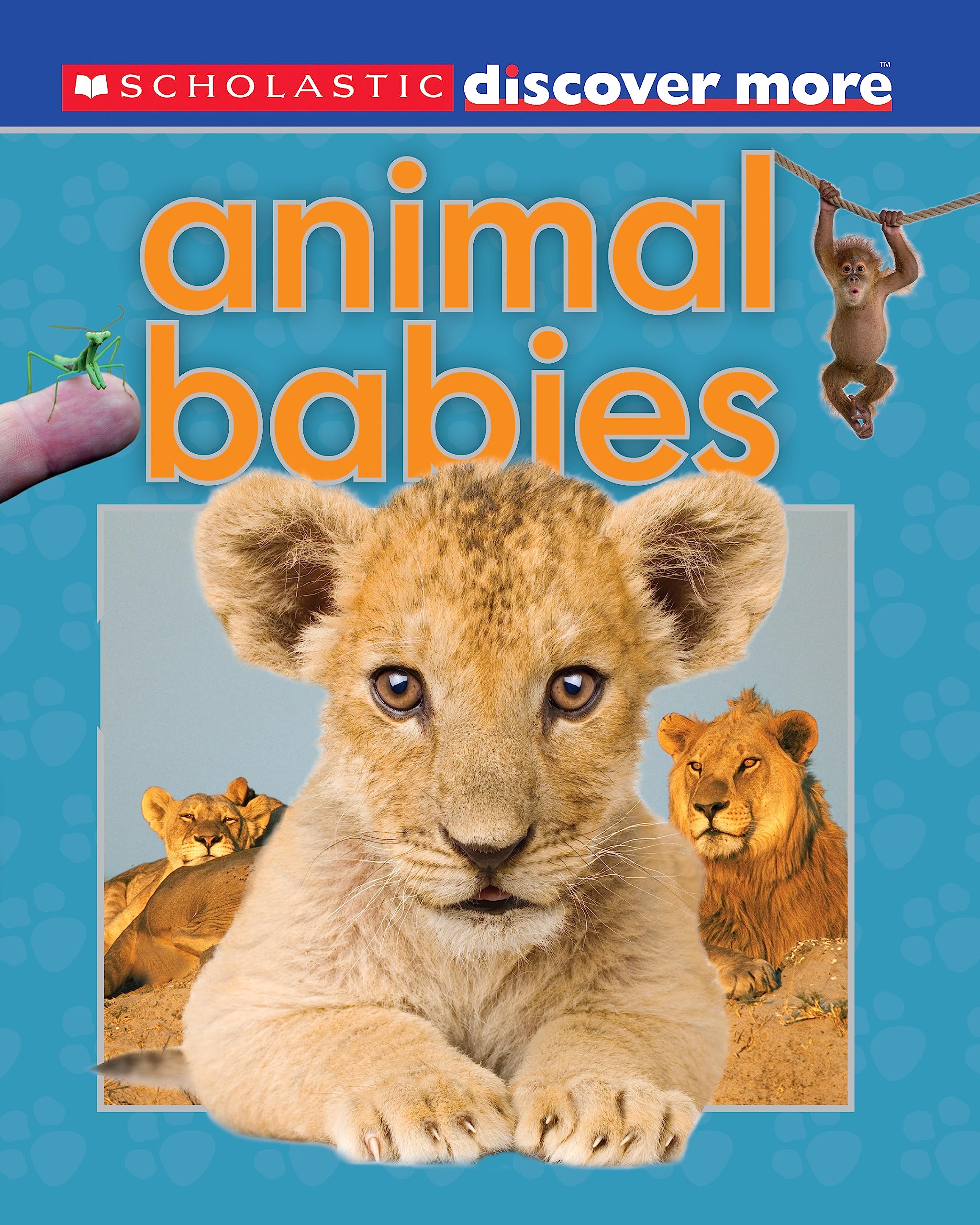 Amazon.com: Scholastic Discover More: Animal Babies: 9780545365680 ...