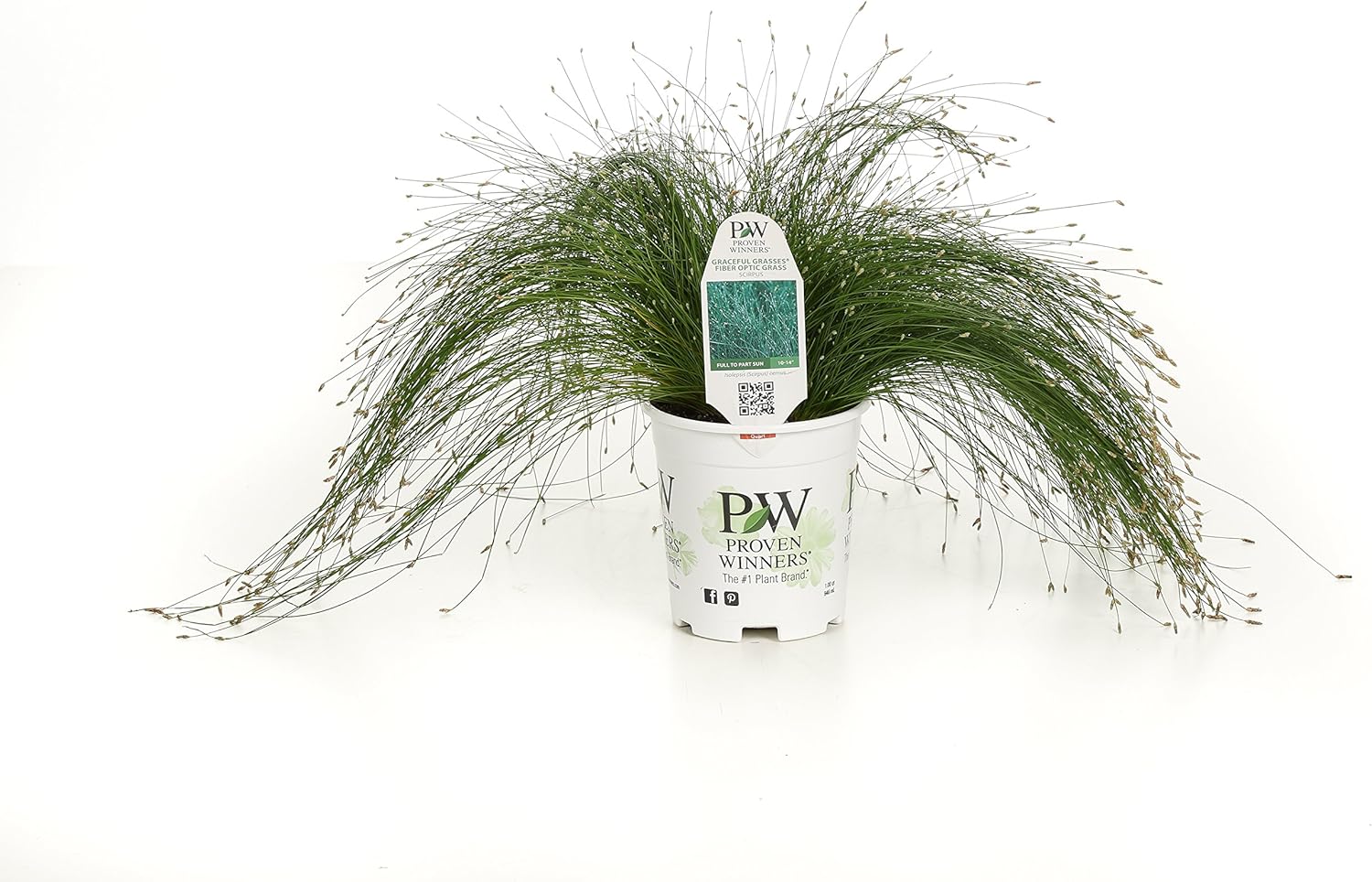 Amazon.com : 4.5 in. qt. Graceful Grasses Fiber Optic Grass (Isolepsis ...