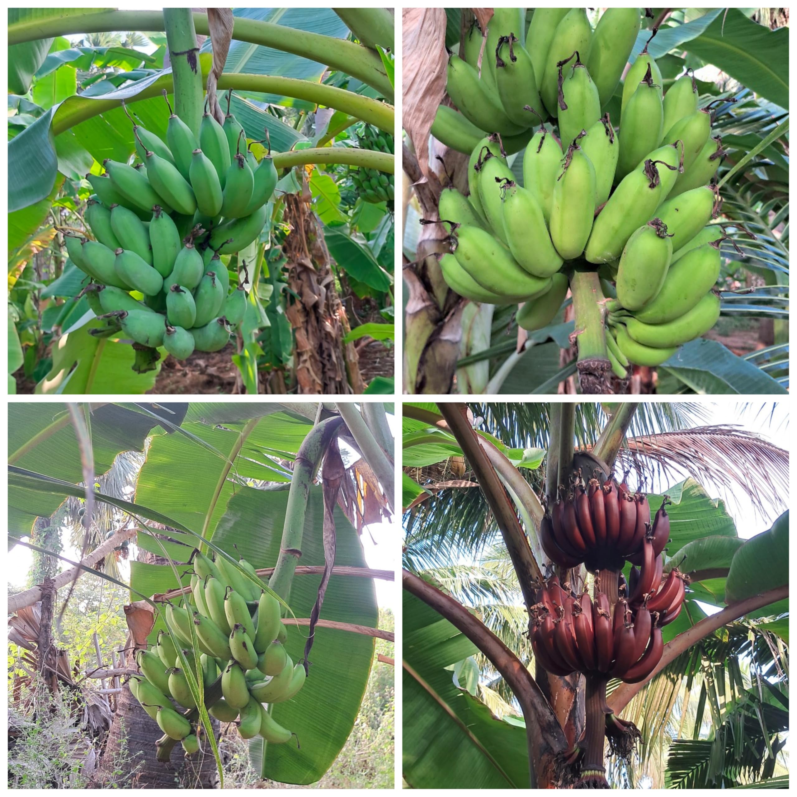 Banana Varieties List Banana Expert System