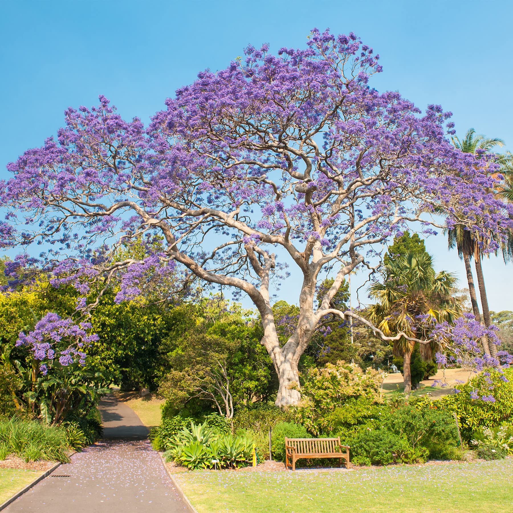 Buy Royal Empress Tree | 1000 for ing, Paulownia Tomentosa Blue Purple ...