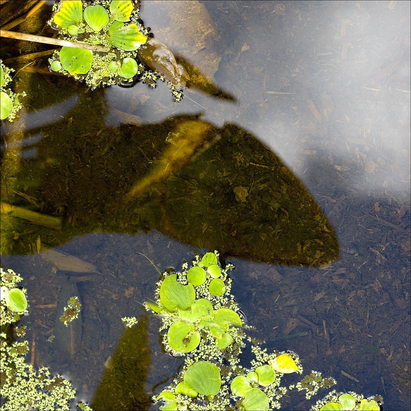 Amazon.com: Submerged Leaf Art Print by Harold Silverman: Posters & Prints