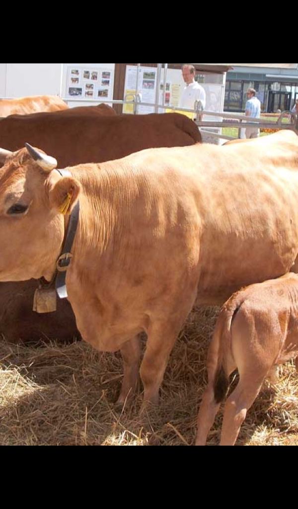 fat cow Wallpaper -- HD Wallpapers of fat cows! - App on the Amazon ...