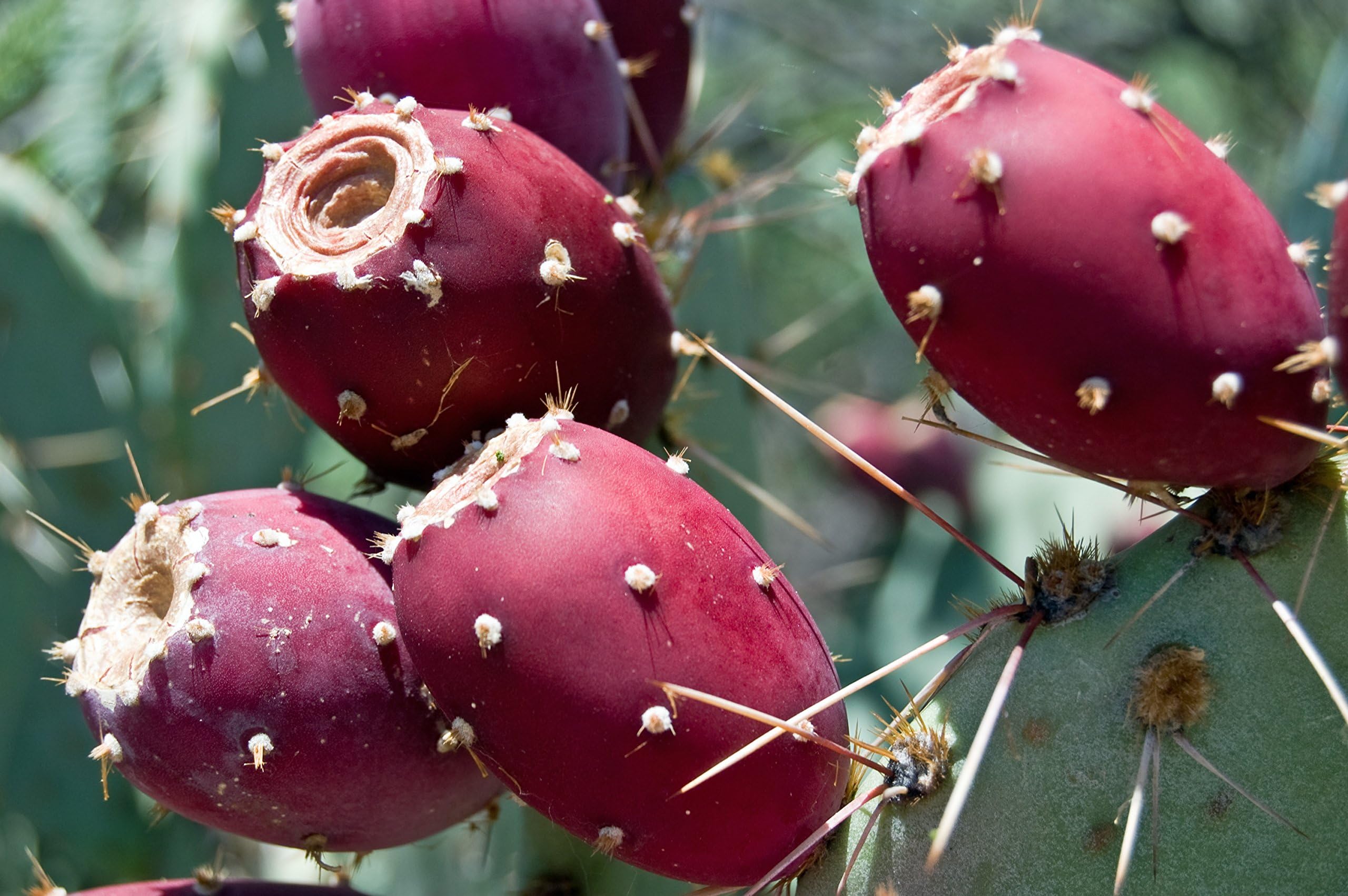 Amazon.com : 1 Plant of Perennial Prickly Pear Cactus (Rooted) : Patio ...