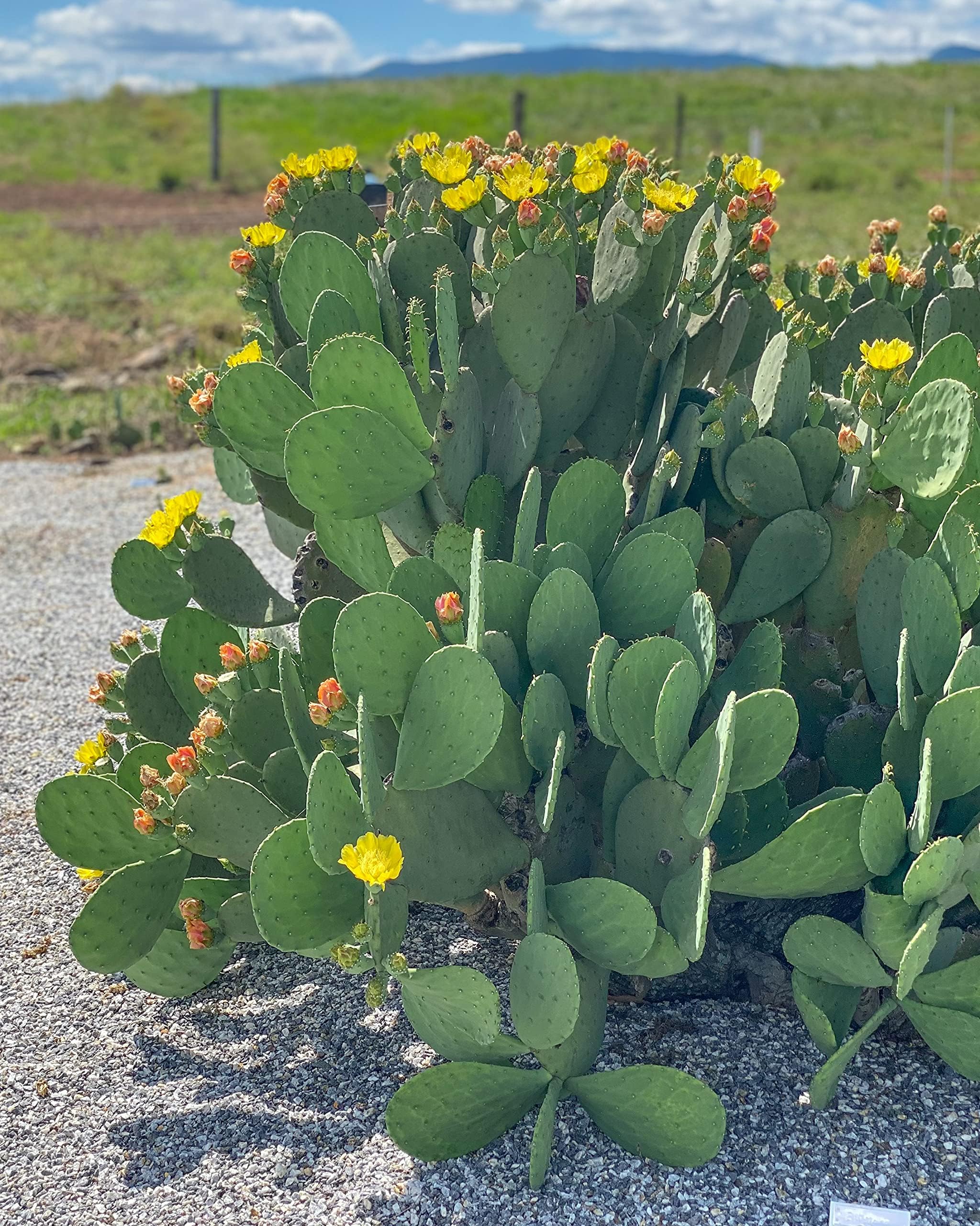 Amazon.com : Opuntia gosseliniana VAR. Durazilla Cactus (Purple Prickly ...