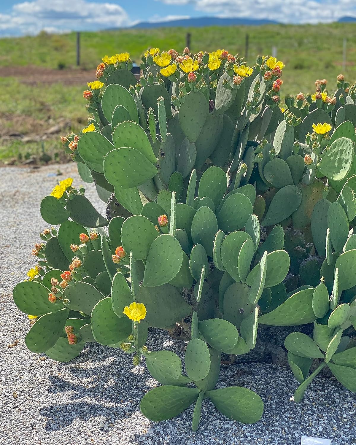 Amazon.com : Creation Cultivated - Live "Spineless Prickly Pear Cactus ...