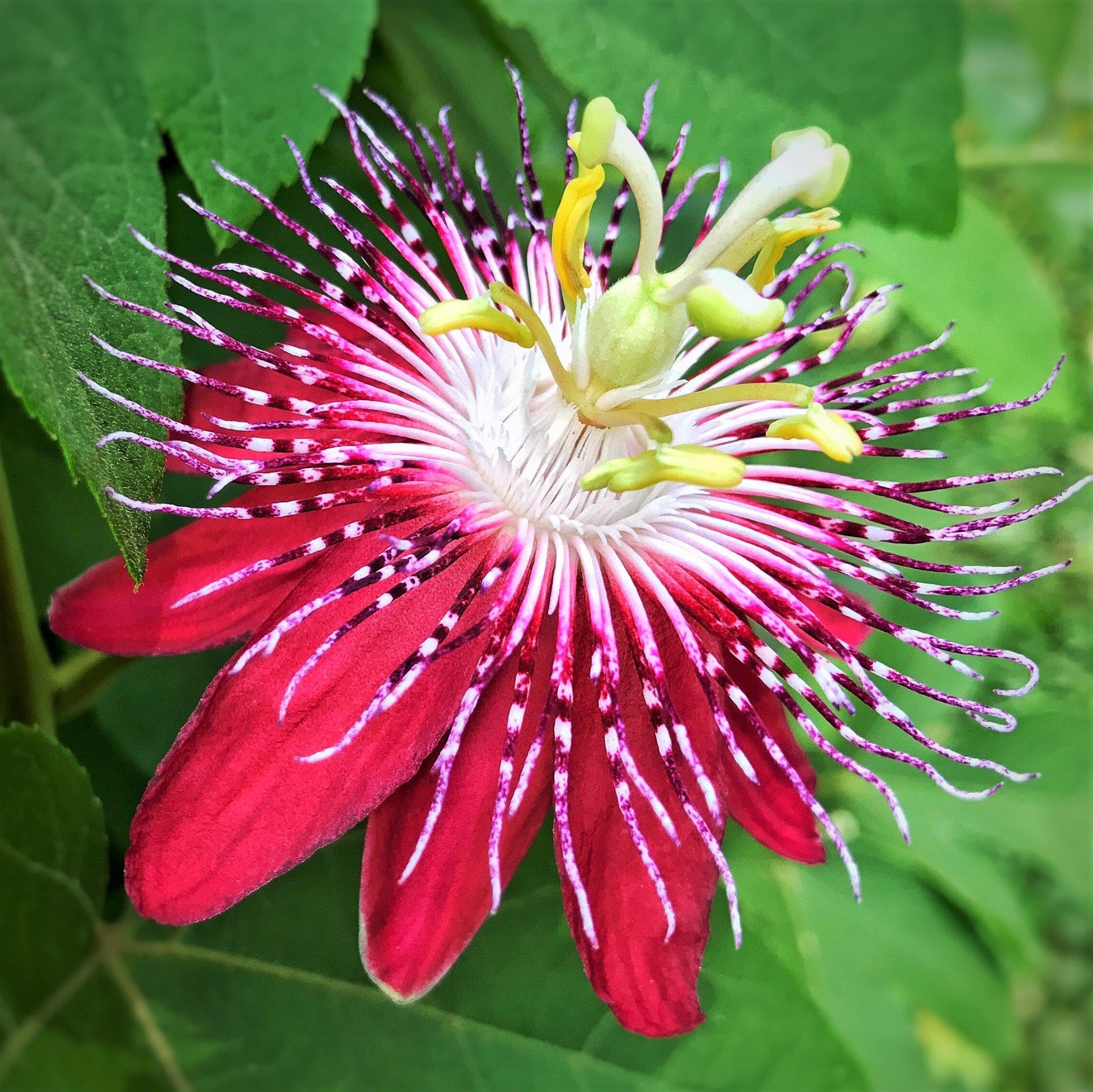 Kamal Flower