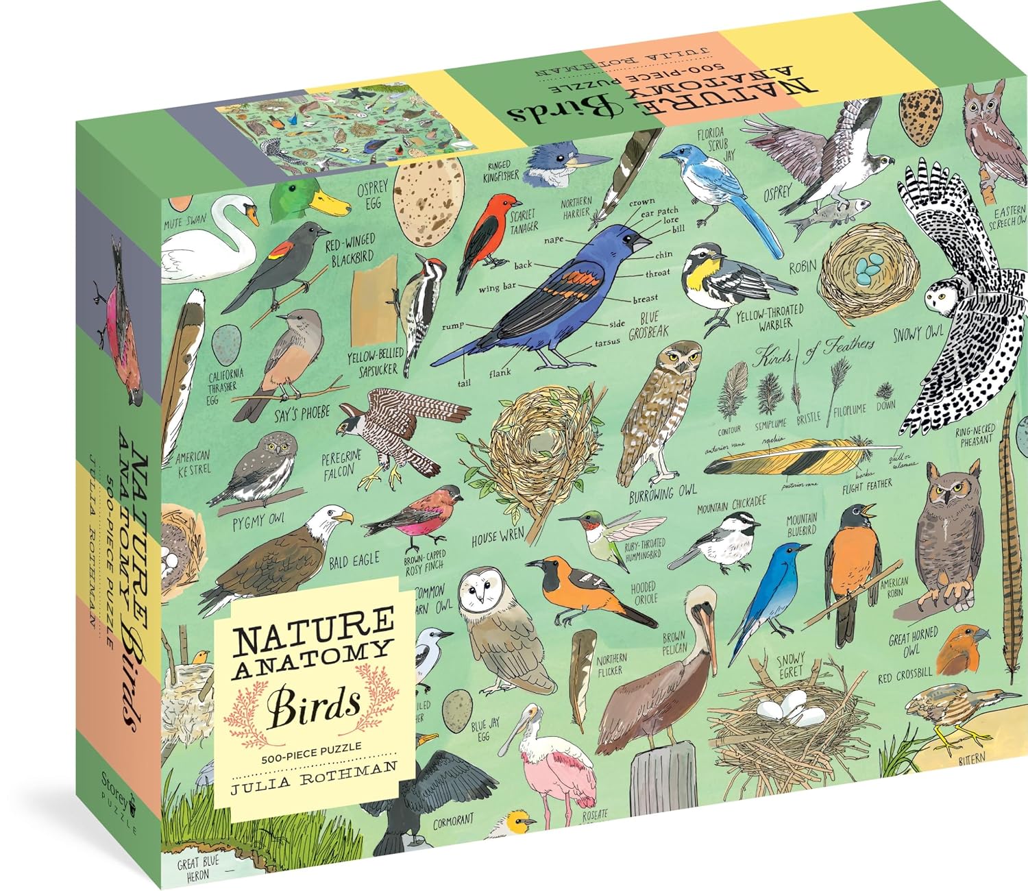 Nature Anatomy: Birds: Rothman, Julia: 9781635864427: Amazon.com: Books