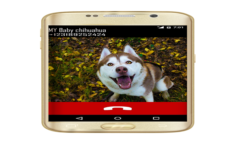 Fake Call From Your Husky Dog, Puppy Calling Prank for Siberian Huskies ...