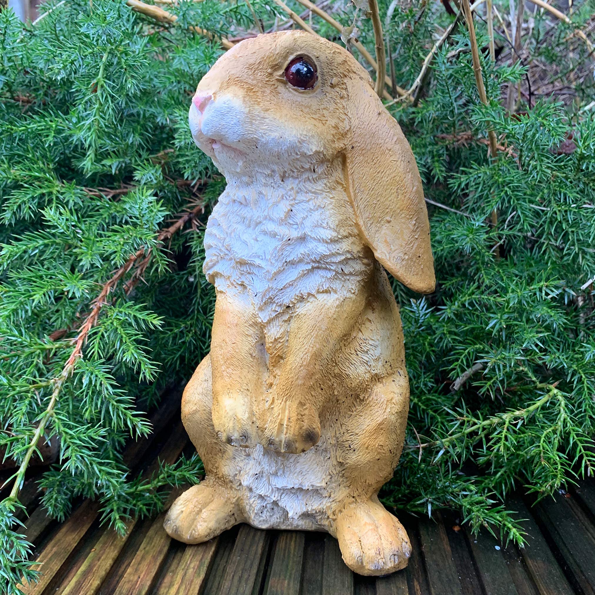 Dunlop Rabbit Colours Of Our Mini Lop Babies | Springfield Rabbits