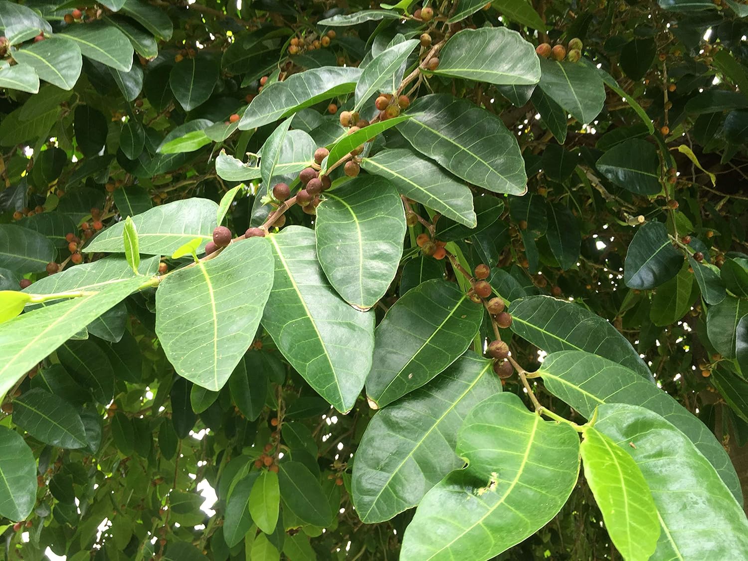 M-Tech Gardens Rare Dye Fig/Humped Fig (Ficus tinctoria)" Ithi" Tree ...