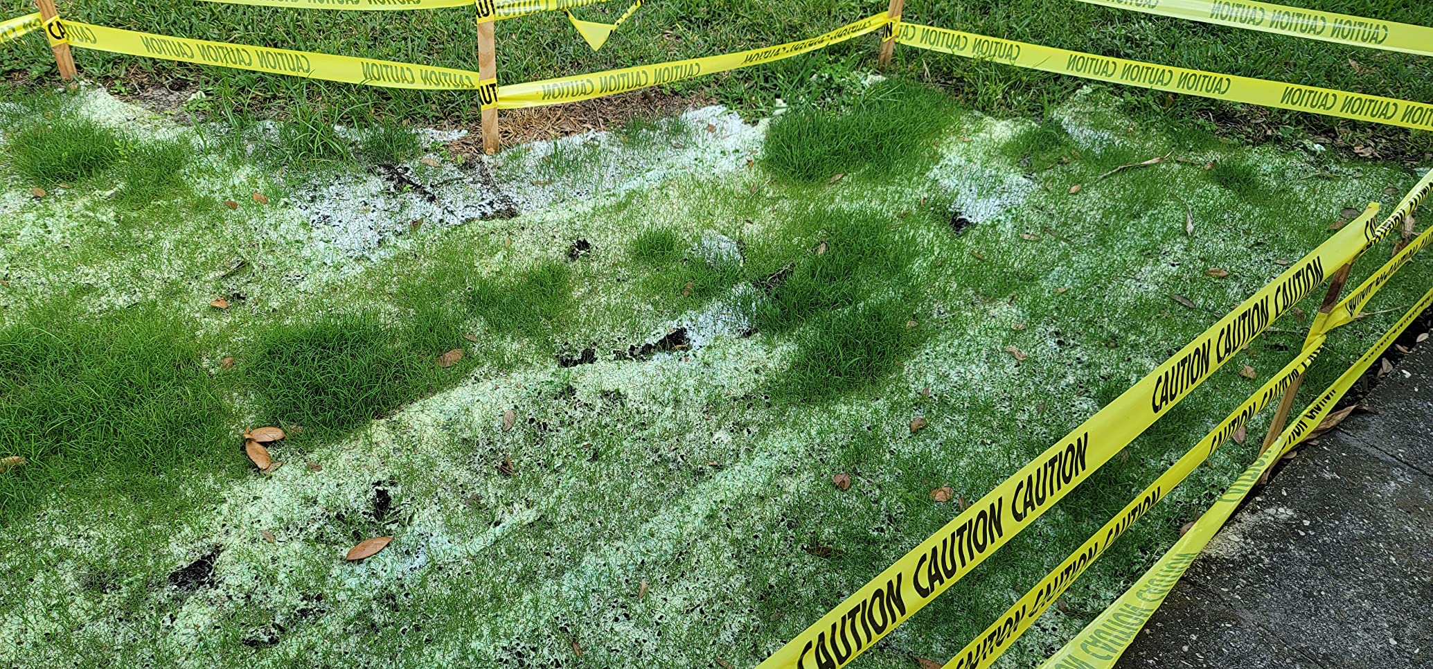 $5/mo - Finance Growtrax Biodegradable Grass Seed Mat, Year Round Green ...