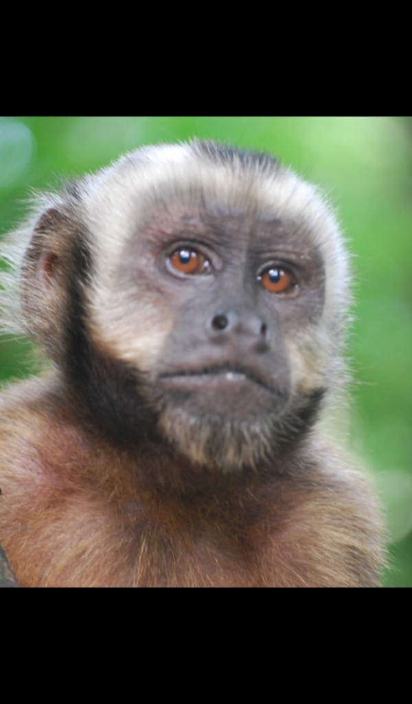 Monkey Wallpaper -- HD Wallpapers of Monkeys! - App on Amazon Appstore