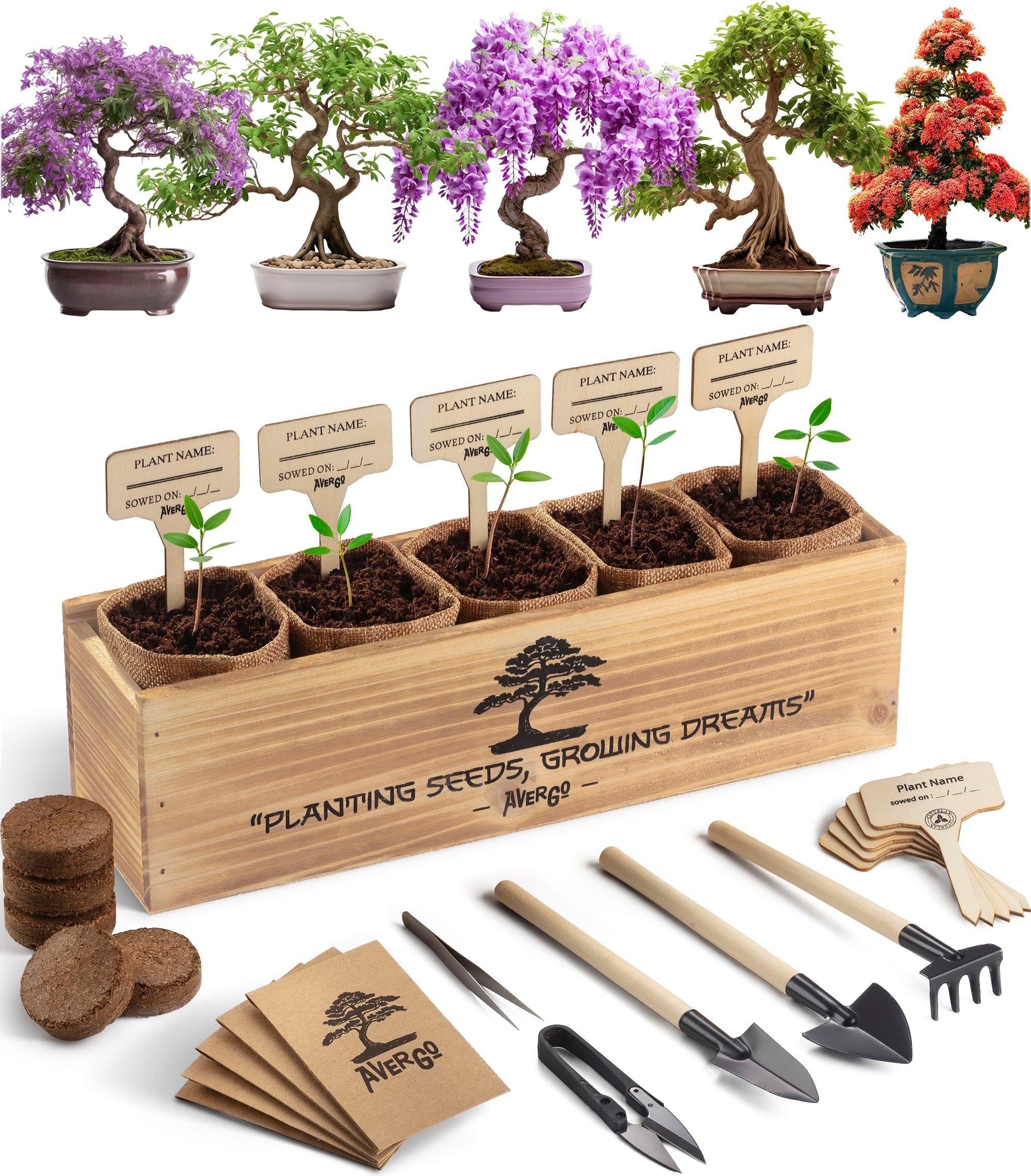 Amazon.com: LUOJIBIE Bonsai Tree Kit, Bonsai Starter Kit for Growing ...