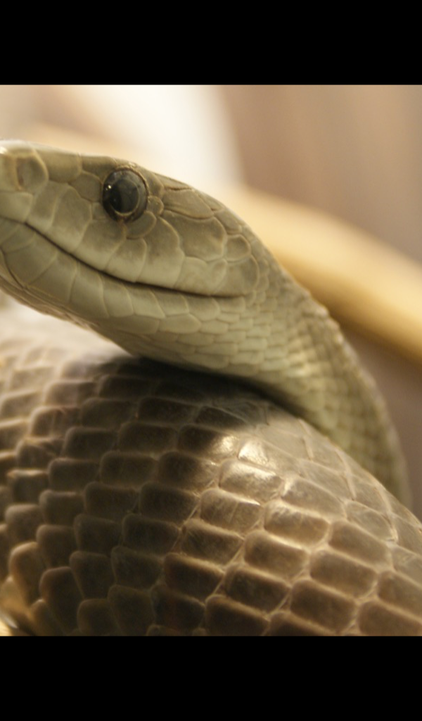 Mamba Snake Wallpaper -- HD Wallpapers of Mamba Snakes! - App on Amazon ...